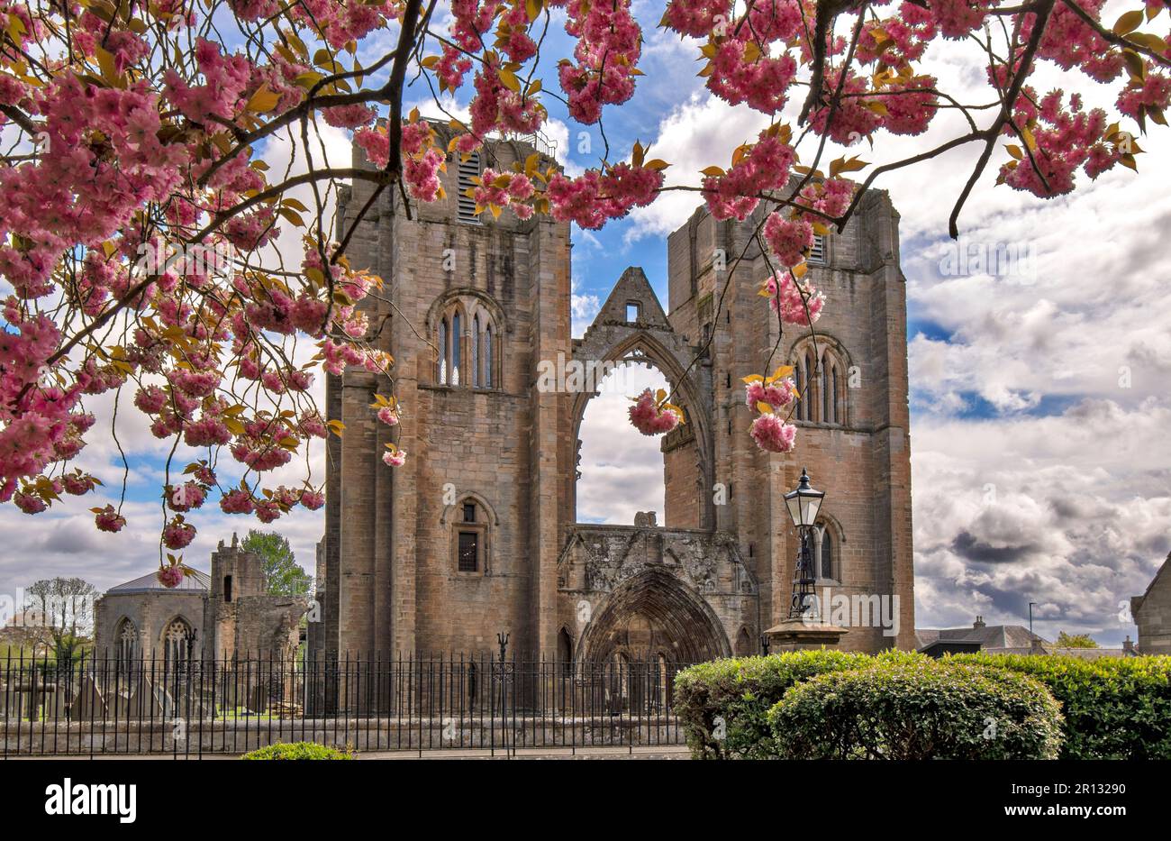 Elgin Town Moray Scotland Cooper Park pink blossom of a cherry tree ...