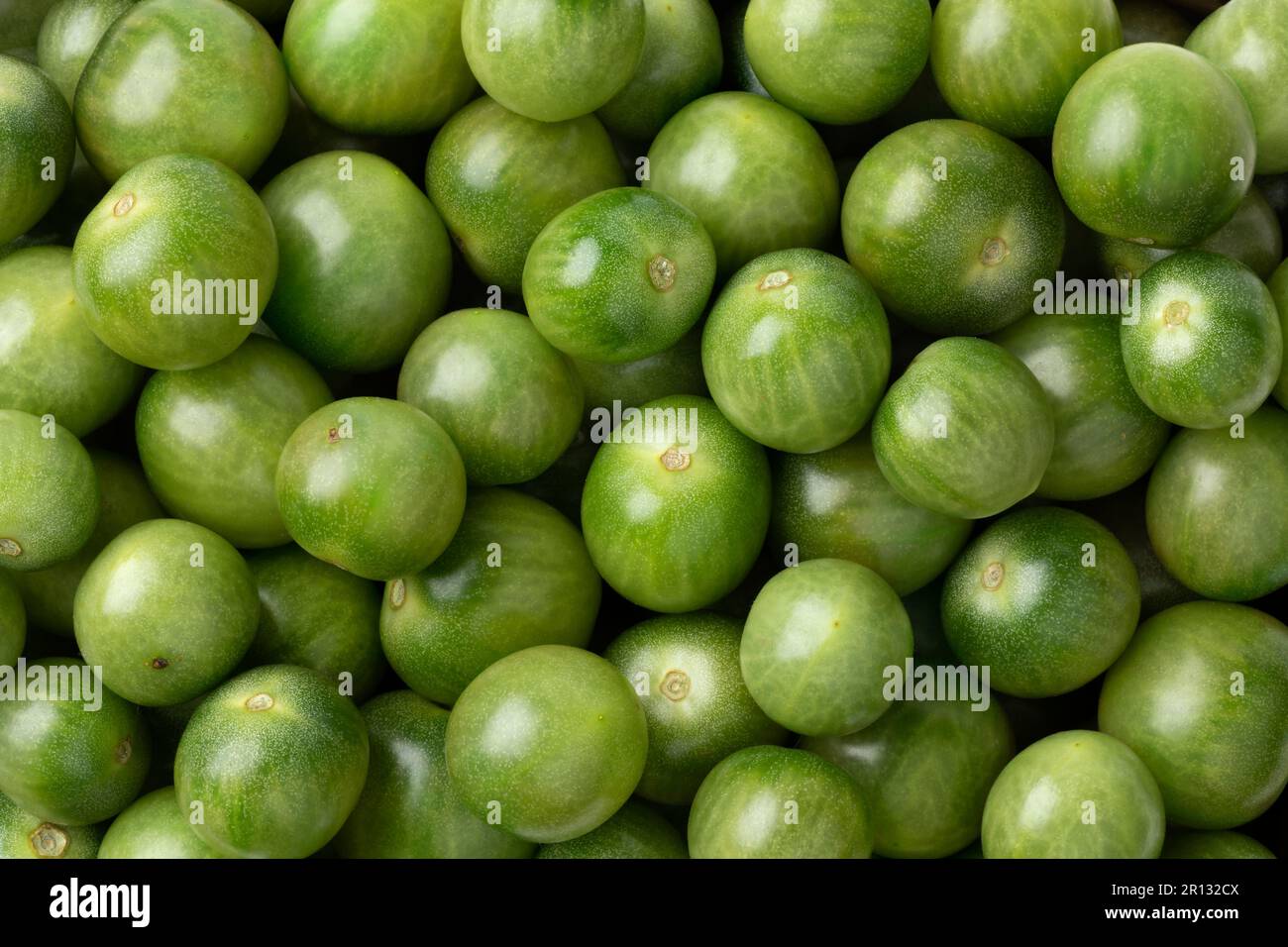 Small green unripe cherry tiger tomatoes full frame close up as ...