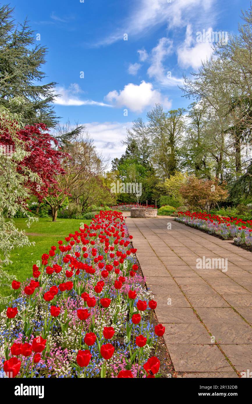 Elgin Town Moray Scotland Cooper Park spectacular red tulips in ...