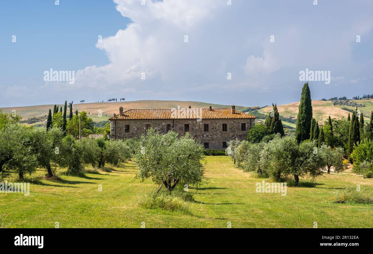 farmhouse in a field of olive trees - Siena province - Tuscany region ...
