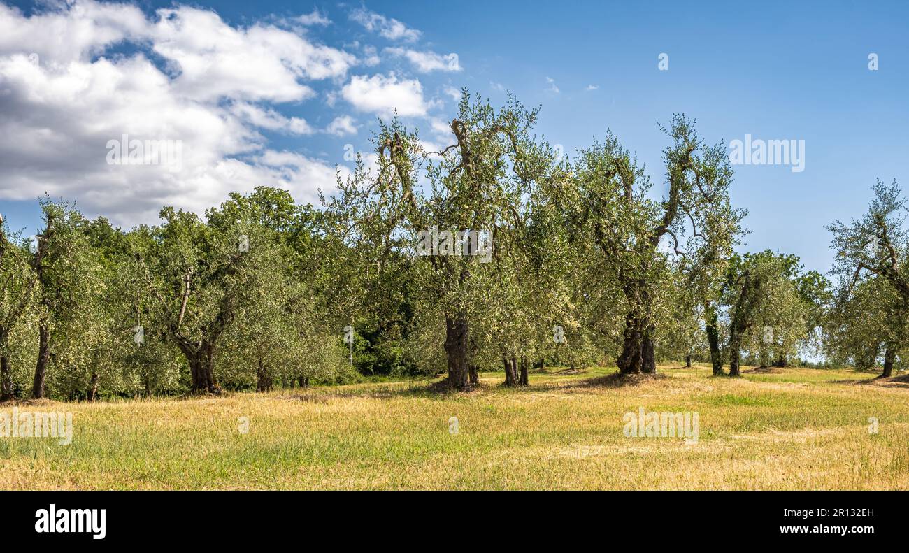 Olive trees at Tuscany in central Italy, Siena province, Europe Stock ...