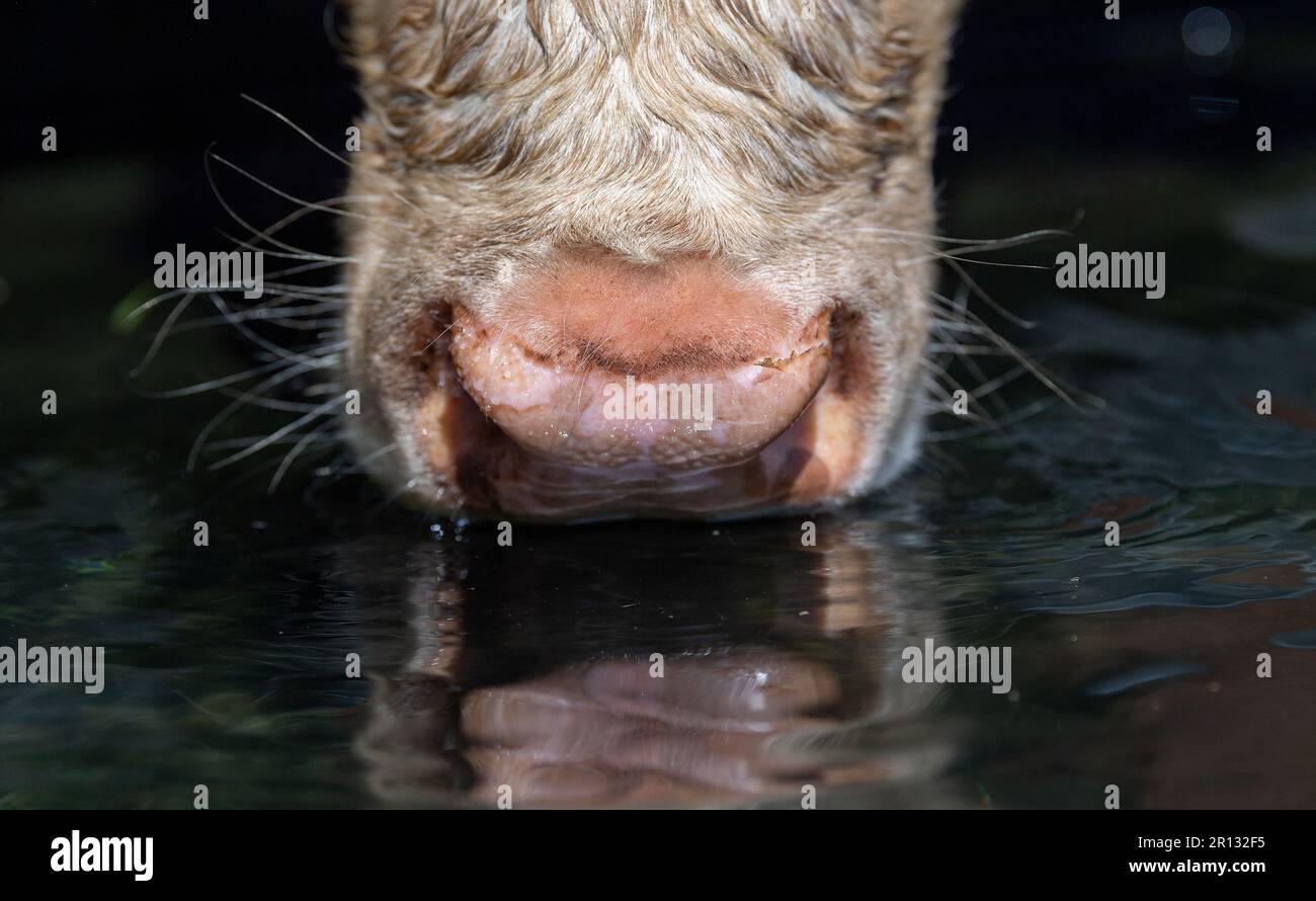 Close up of Cow drinking clean water out of a trough. Cumbria, UK Stock ...
