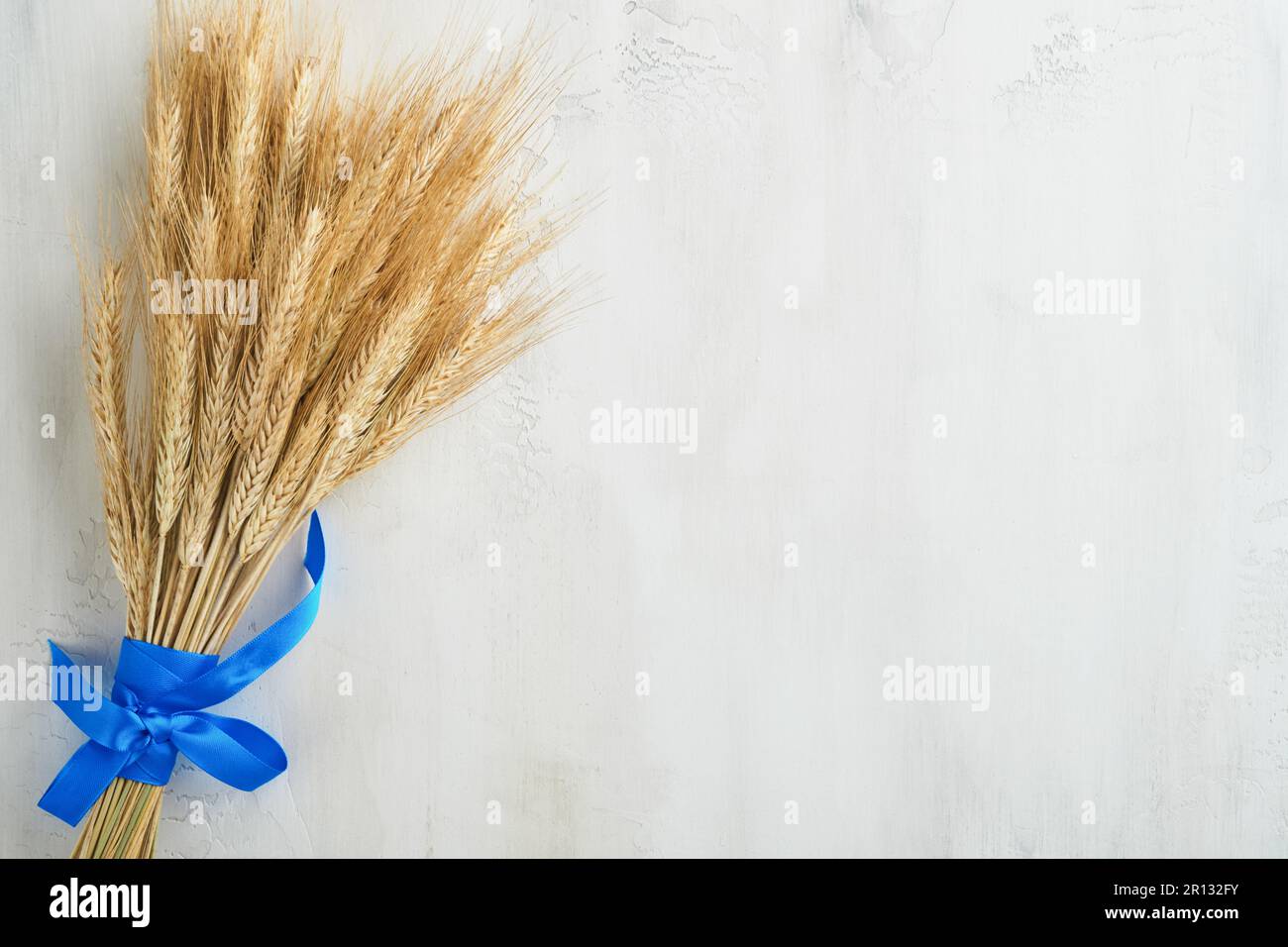 Shavuot jewish holiday celebration. Bouquet of golden ripe wheat with ...