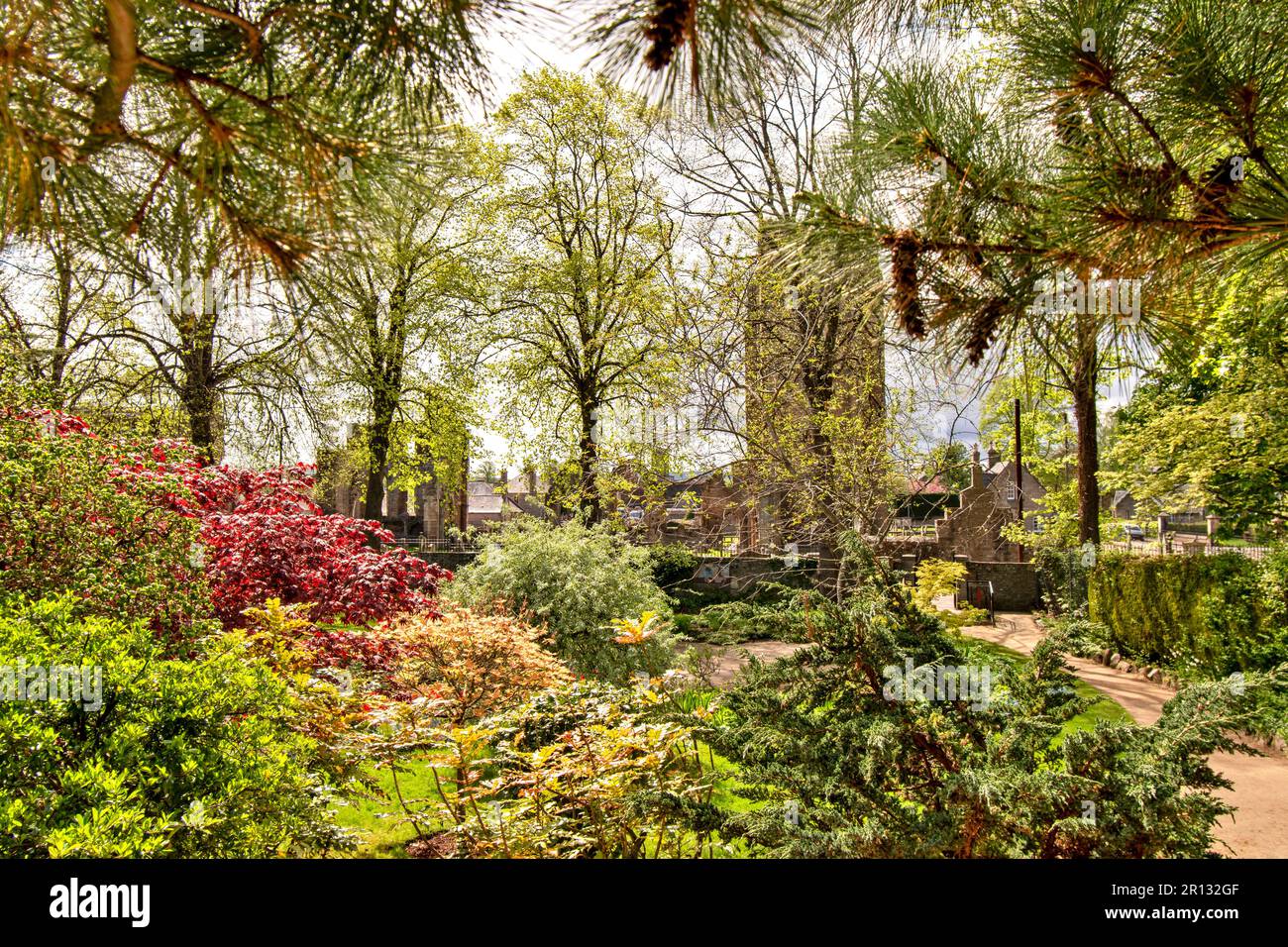 Elgin Town Moray Scotland the Cathedral Tower and trees in leaf in ...