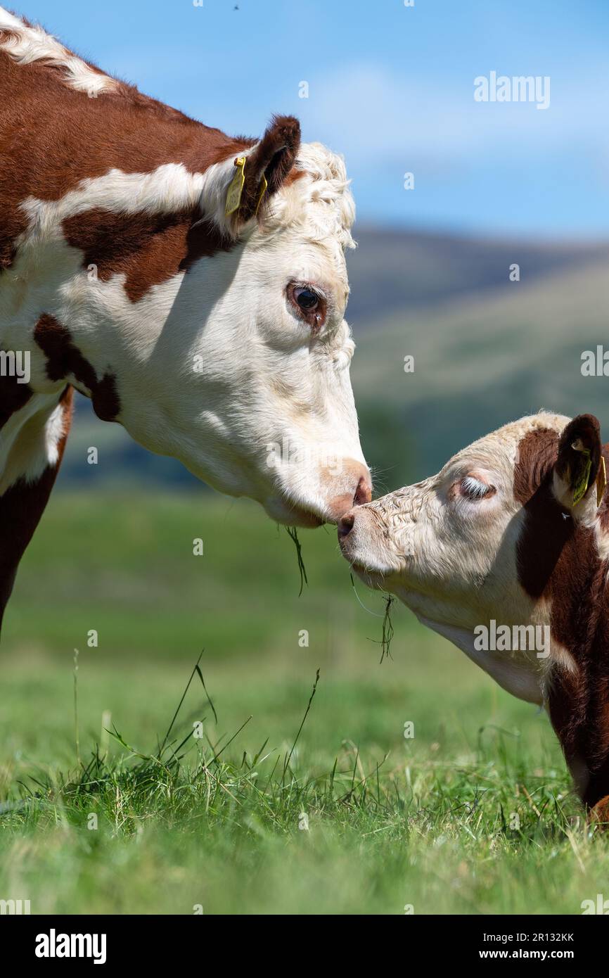 Hereford cow and calf touch noses. Cumbria, UK Stock Photo - Alamy