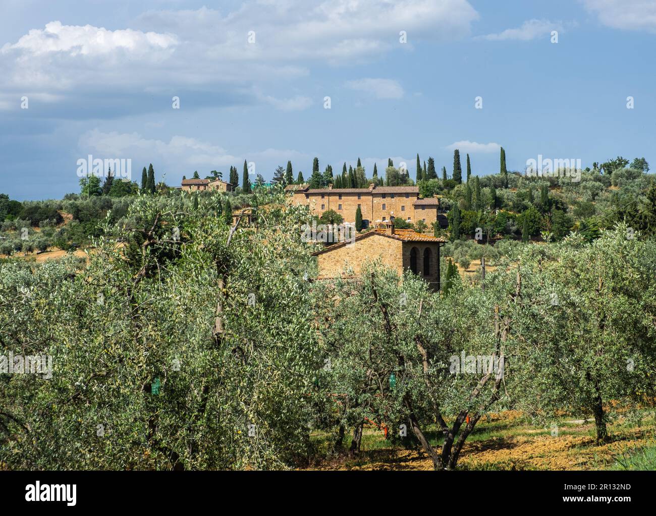 Tuscany landscape with olive tree fields and farmhouse, Siena province ...