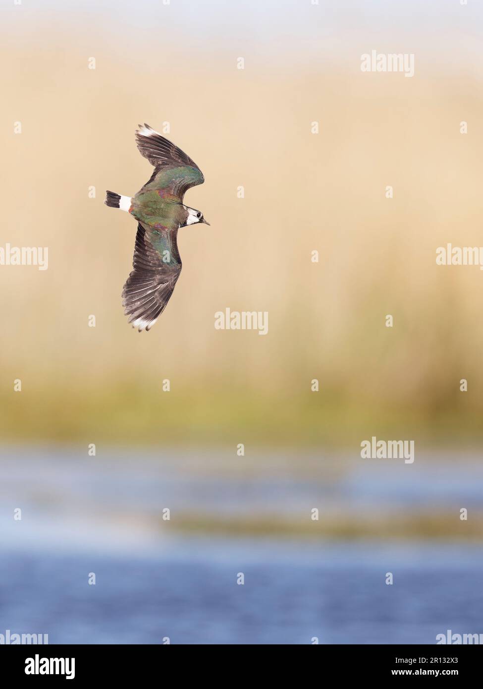 Lapwing flying over water hi-res stock photography and images - Alamy
