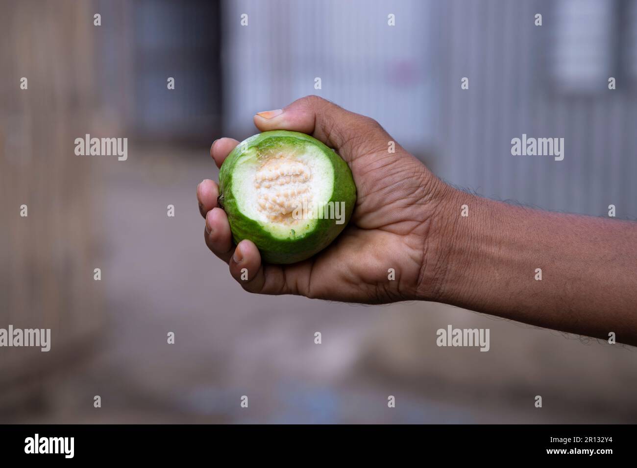 Hand-holding bite of guava fruit with Shallow depth of field Stock ...
