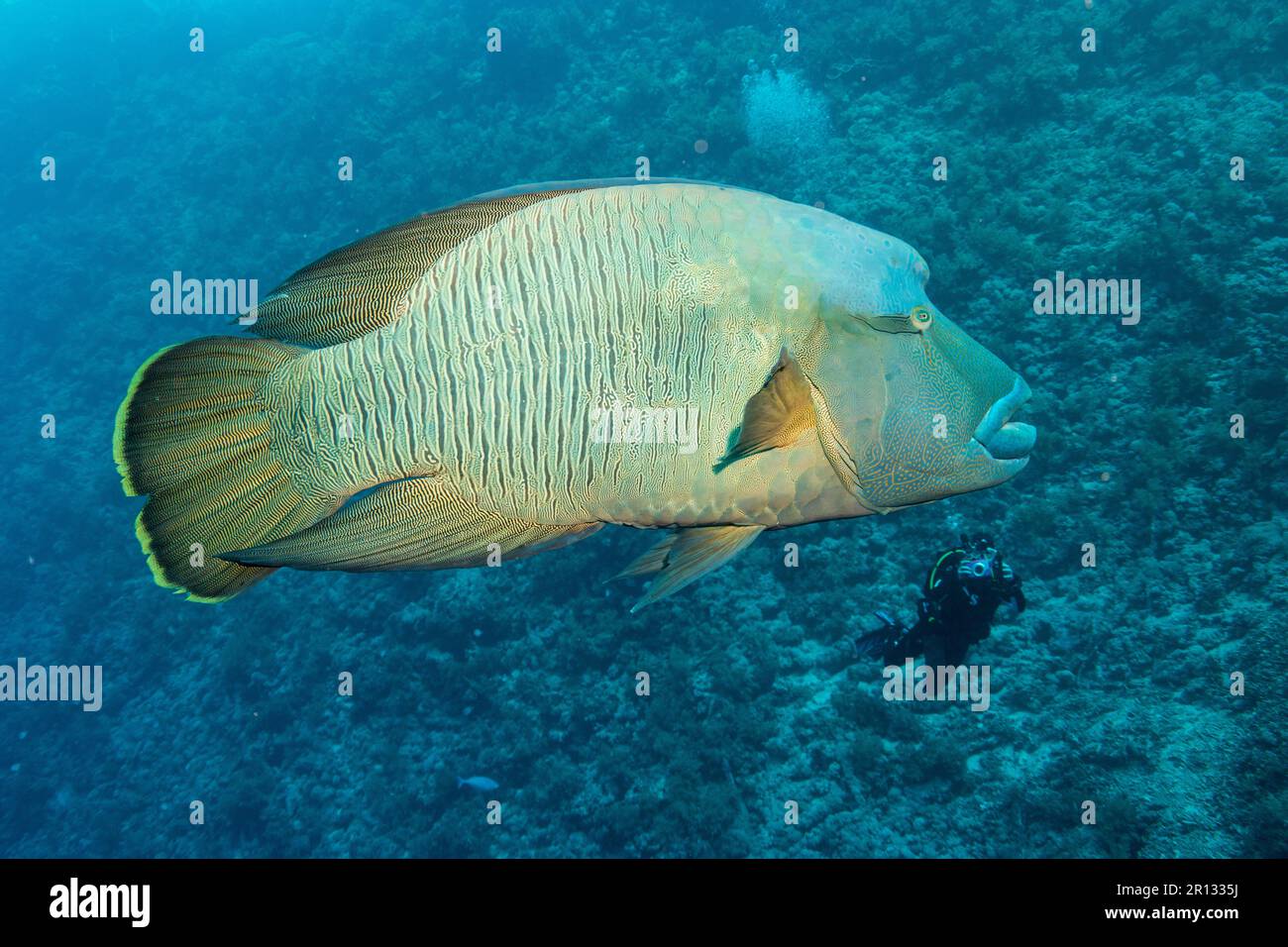 Napoleon lipfish hi-res stock photography and images - Alamy