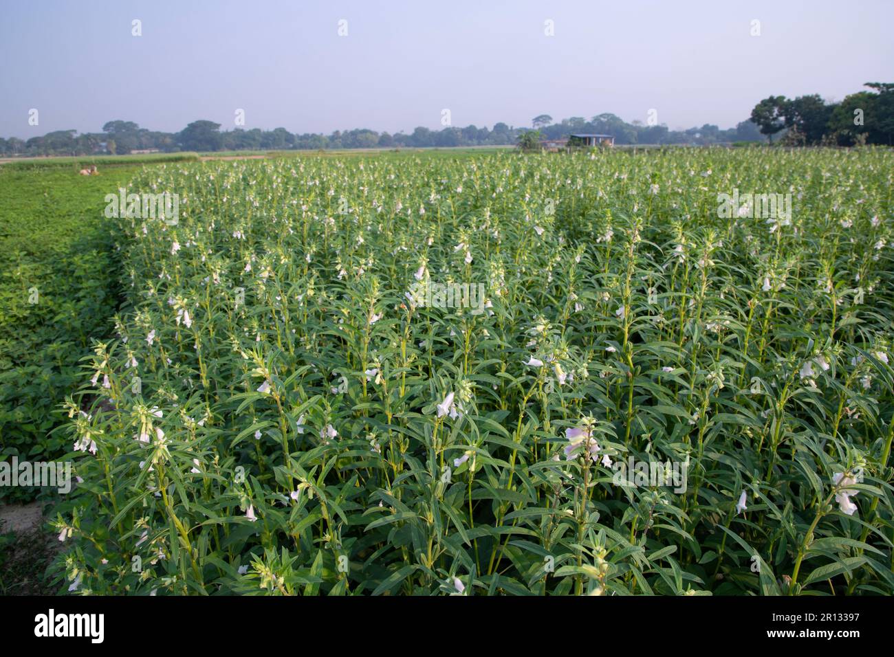 Beautiful Landscape view of Green sesame plant in a field Stock Photo ...