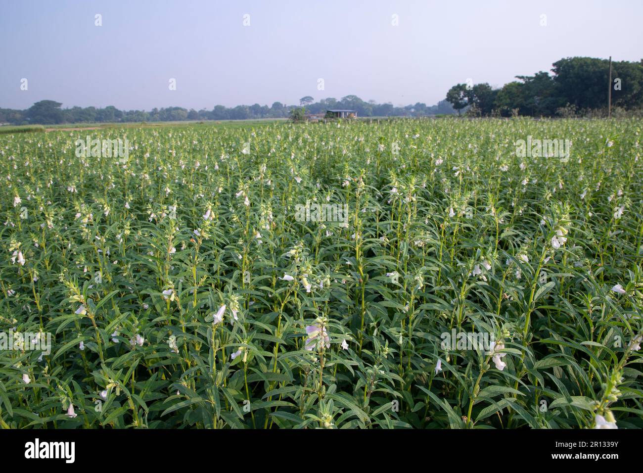 Beautiful Landscape view of Green sesame plant in a field Stock Photo ...