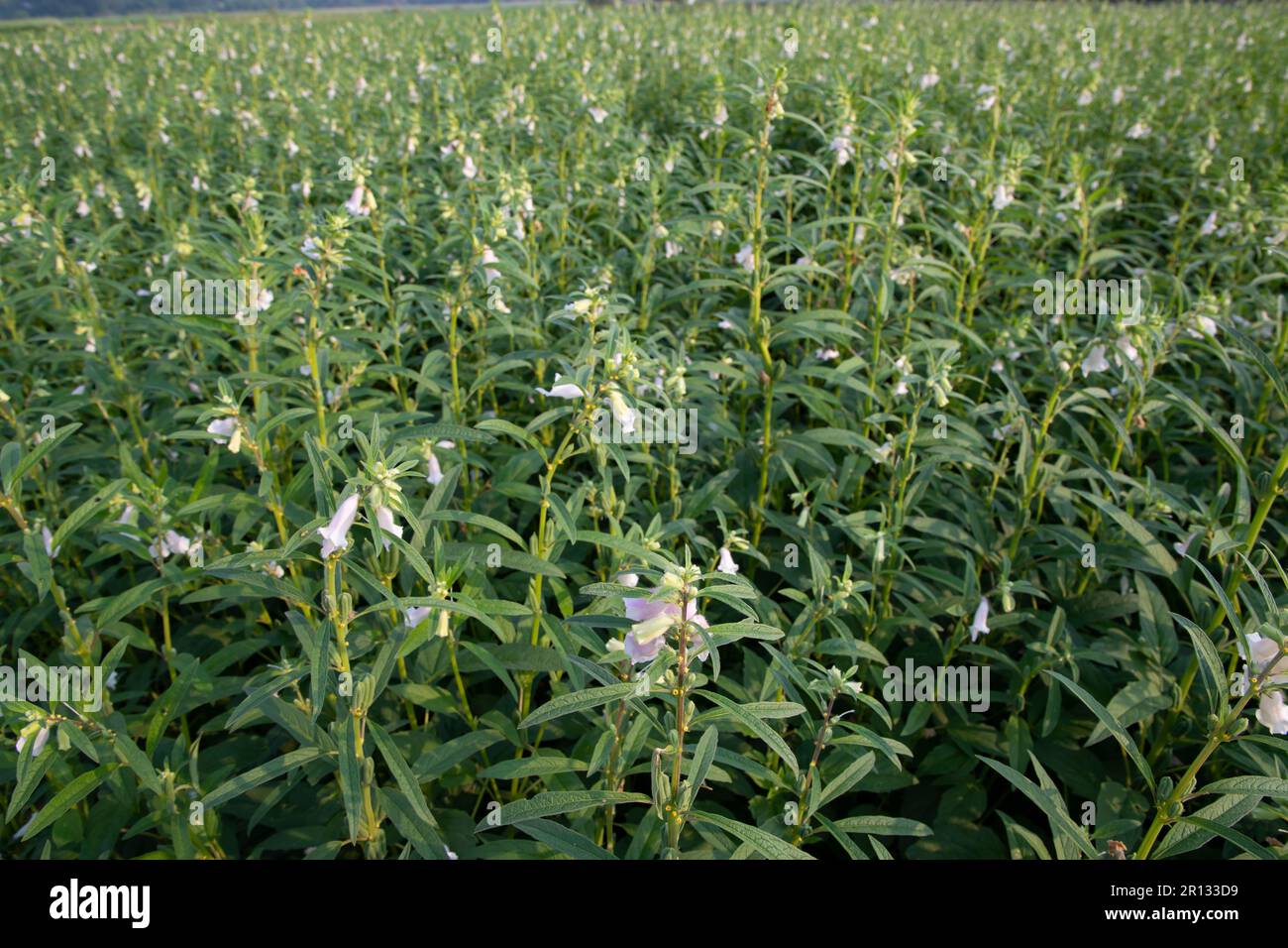Beautiful Landscape view of Green sesame plant in a field Stock Photo ...