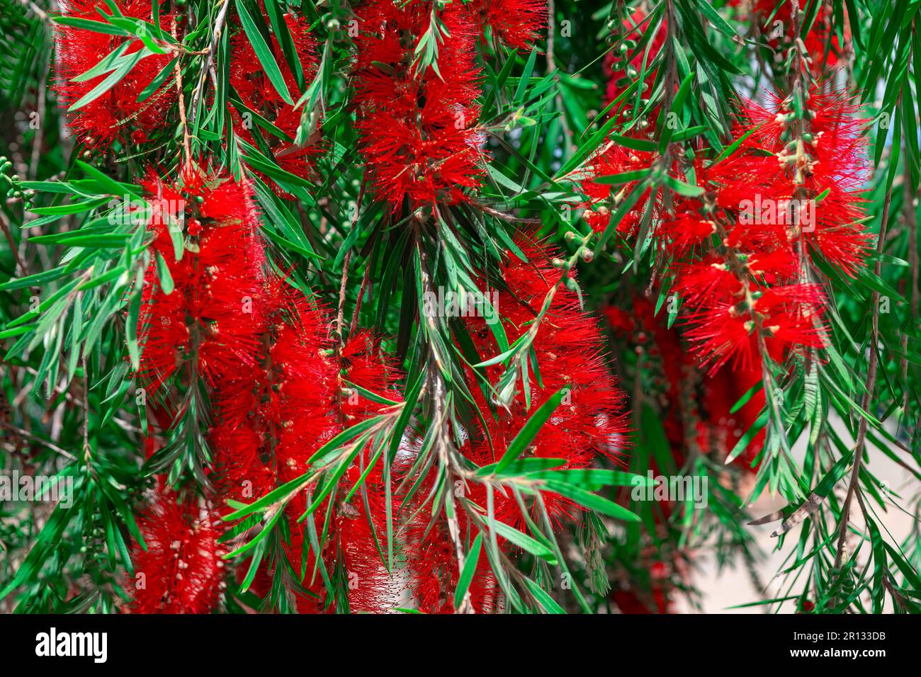 Genofluvialis hi-res stock photography and images - Alamy