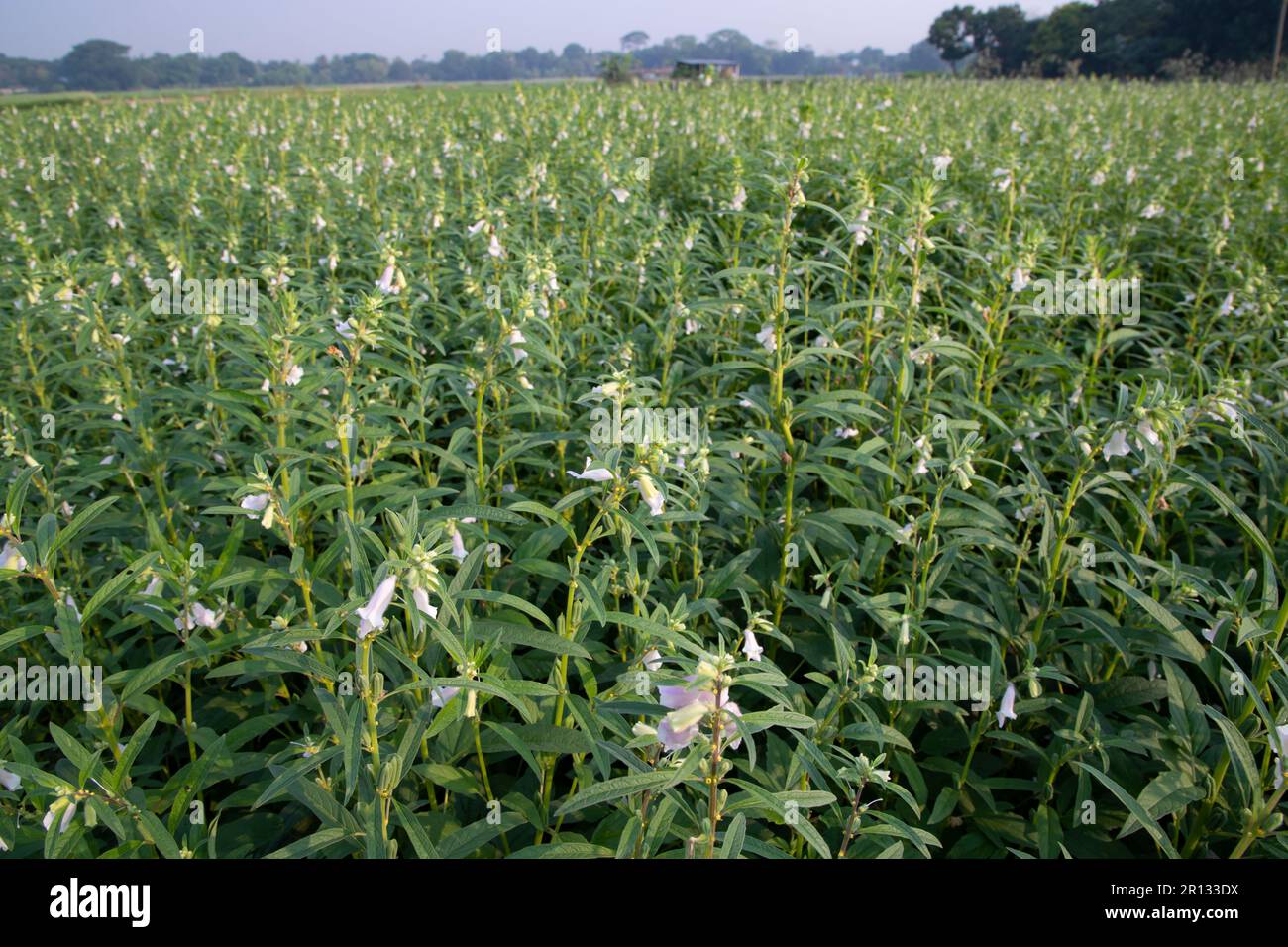 Beautiful Landscape view of Green sesame plant in a field Stock Photo ...