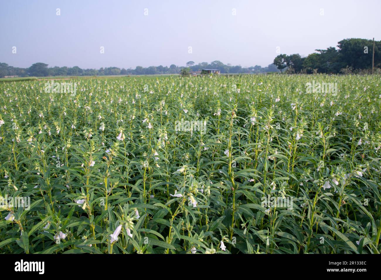 Beautiful Landscape view of Green sesame plant in a field Stock Photo ...