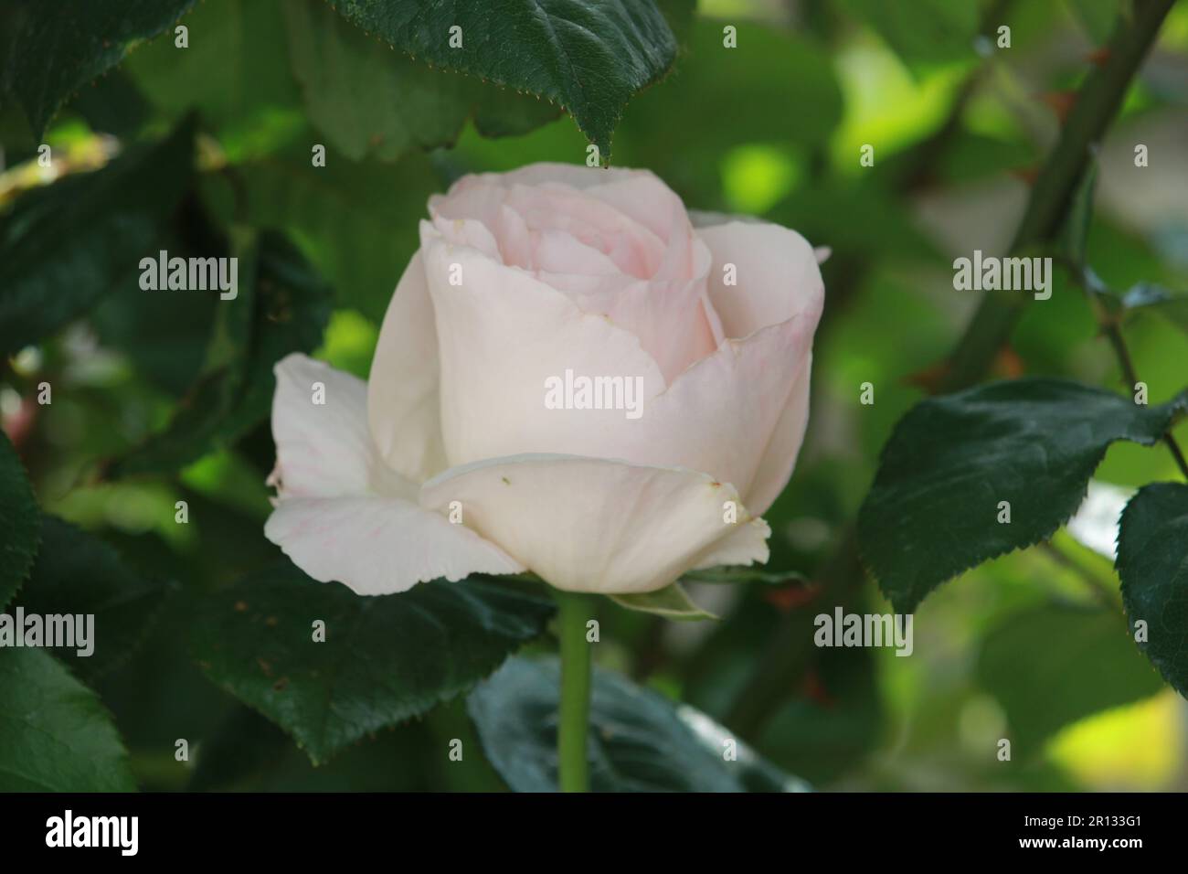 Color colores colores colores color colores hi-res stock photography ...