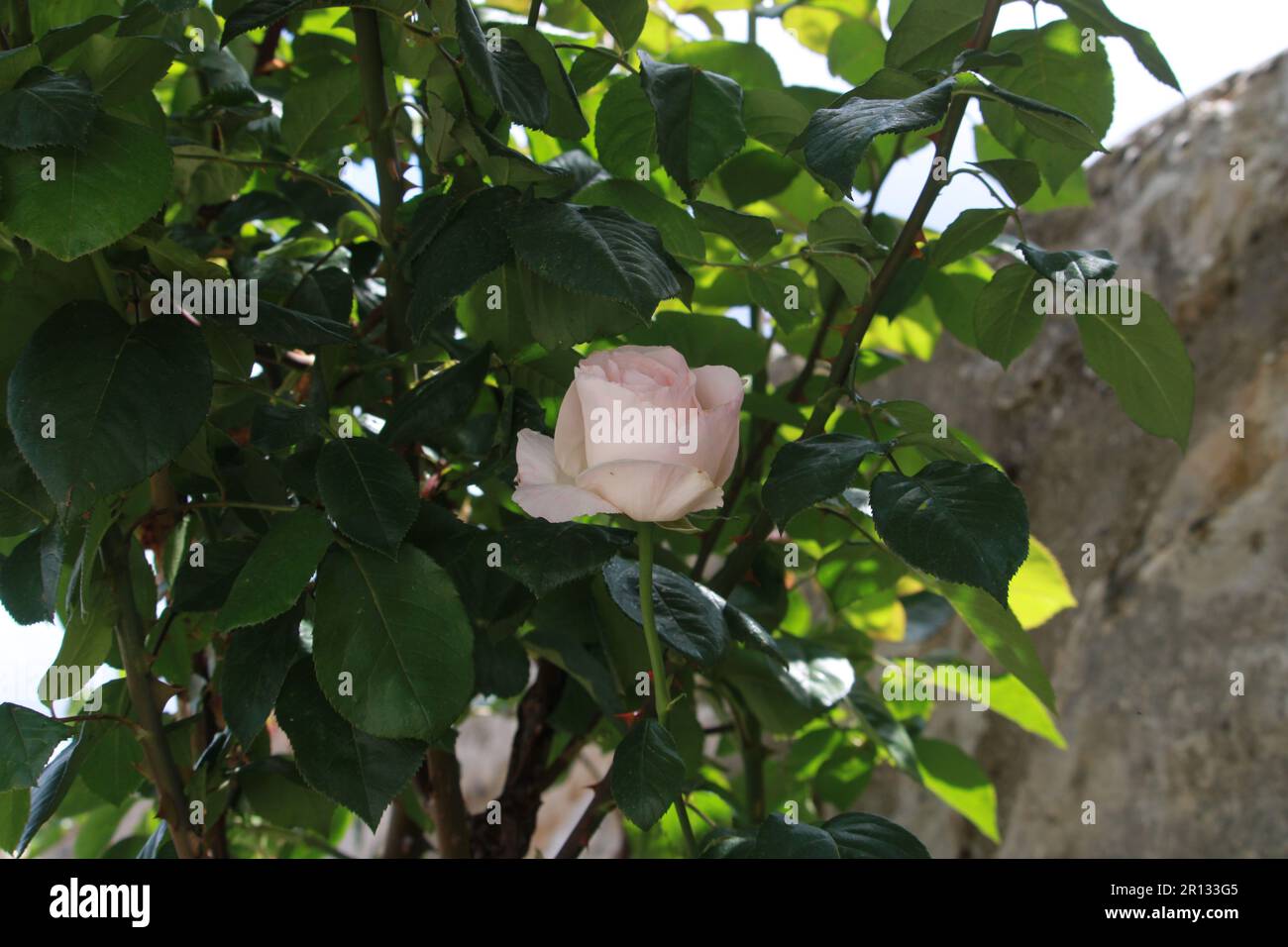 Planta de hoja de flor hi-res stock photography and images - Alamy