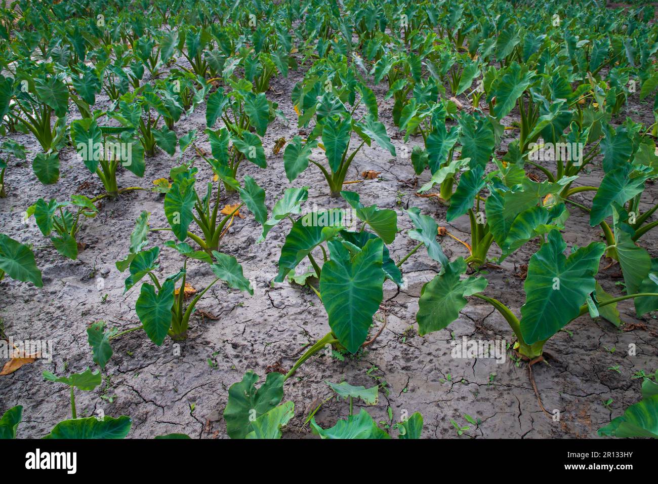 Green Water Taro (Kochu) plant garden. healthiest vegetable field Stock ...