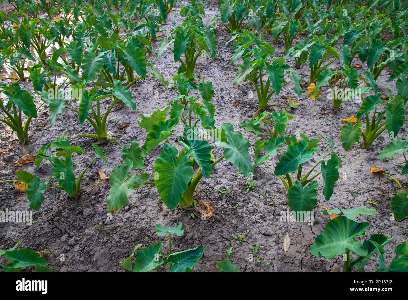 Kochu plant hi-res stock photography and images - Alamy