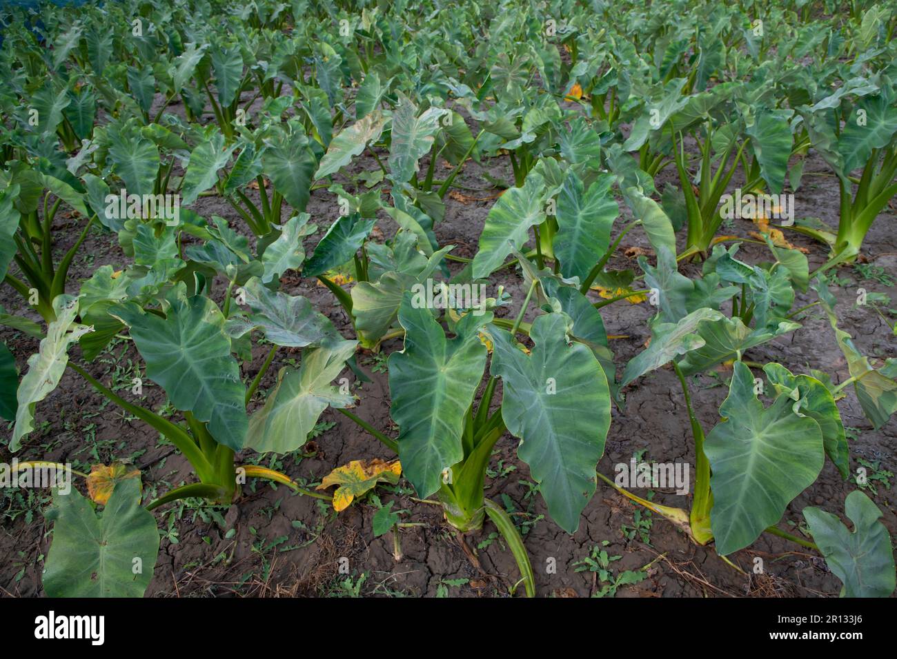 Kochu plant hi-res stock photography and images - Alamy