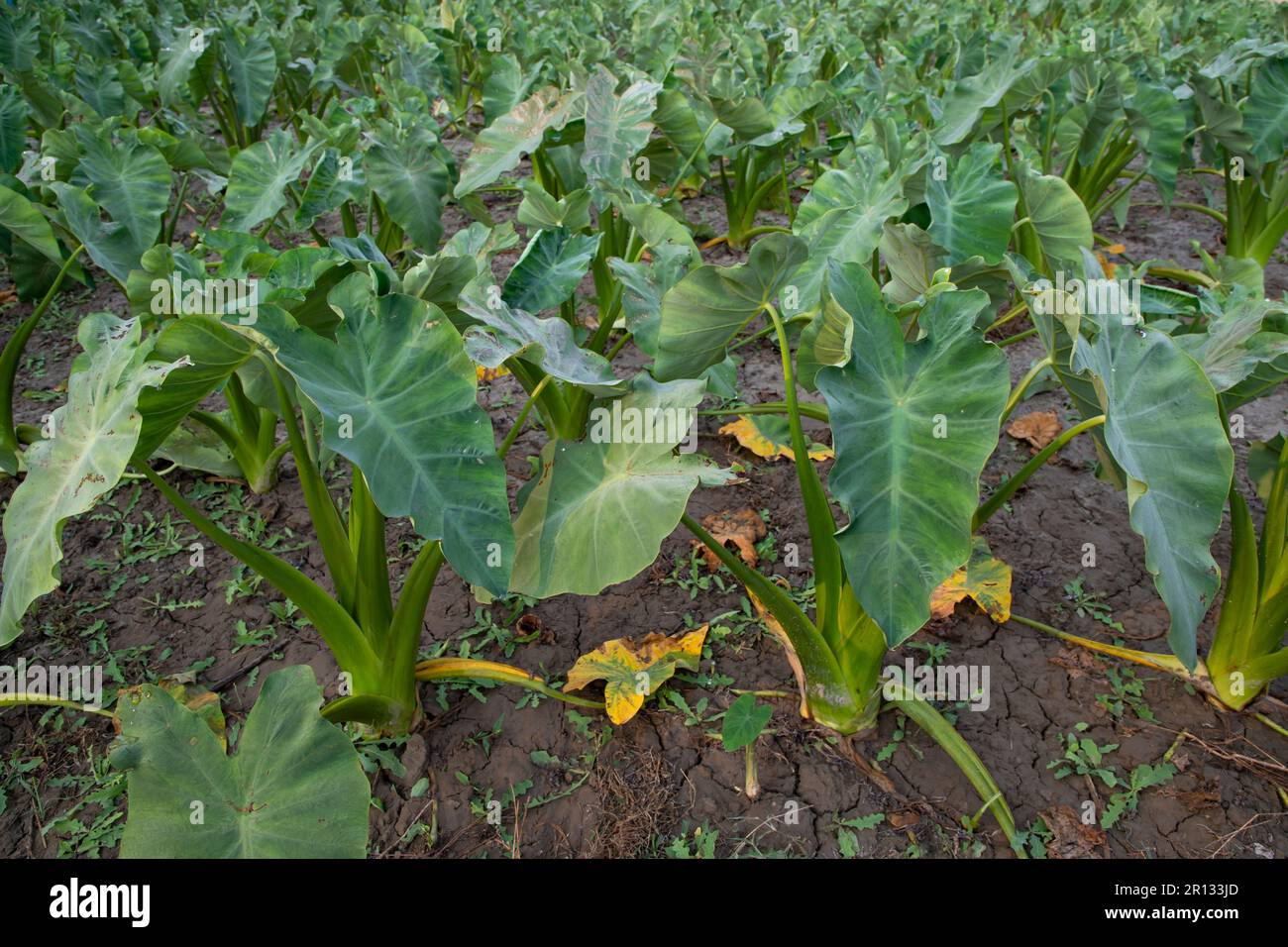 Water taro hi-res stock photography and images - Alamy