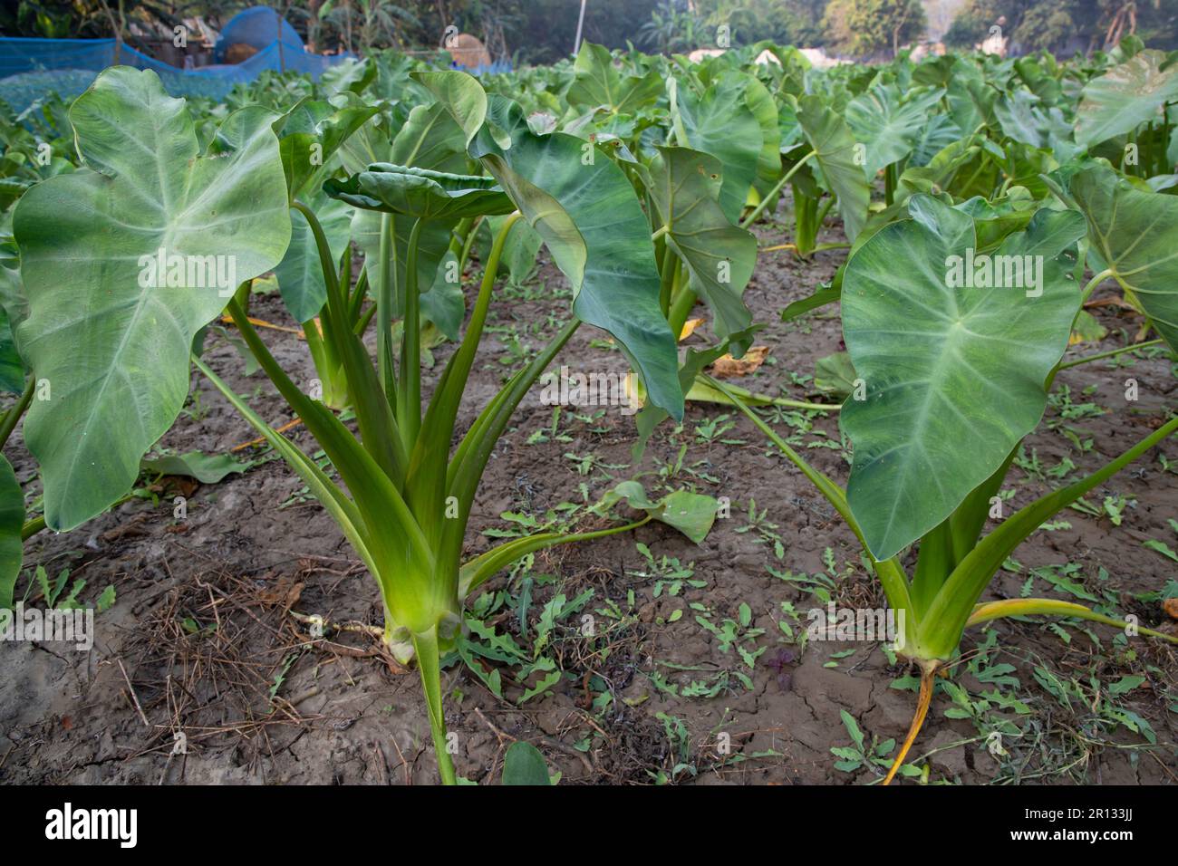 Kochu plant hi-res stock photography and images - Alamy