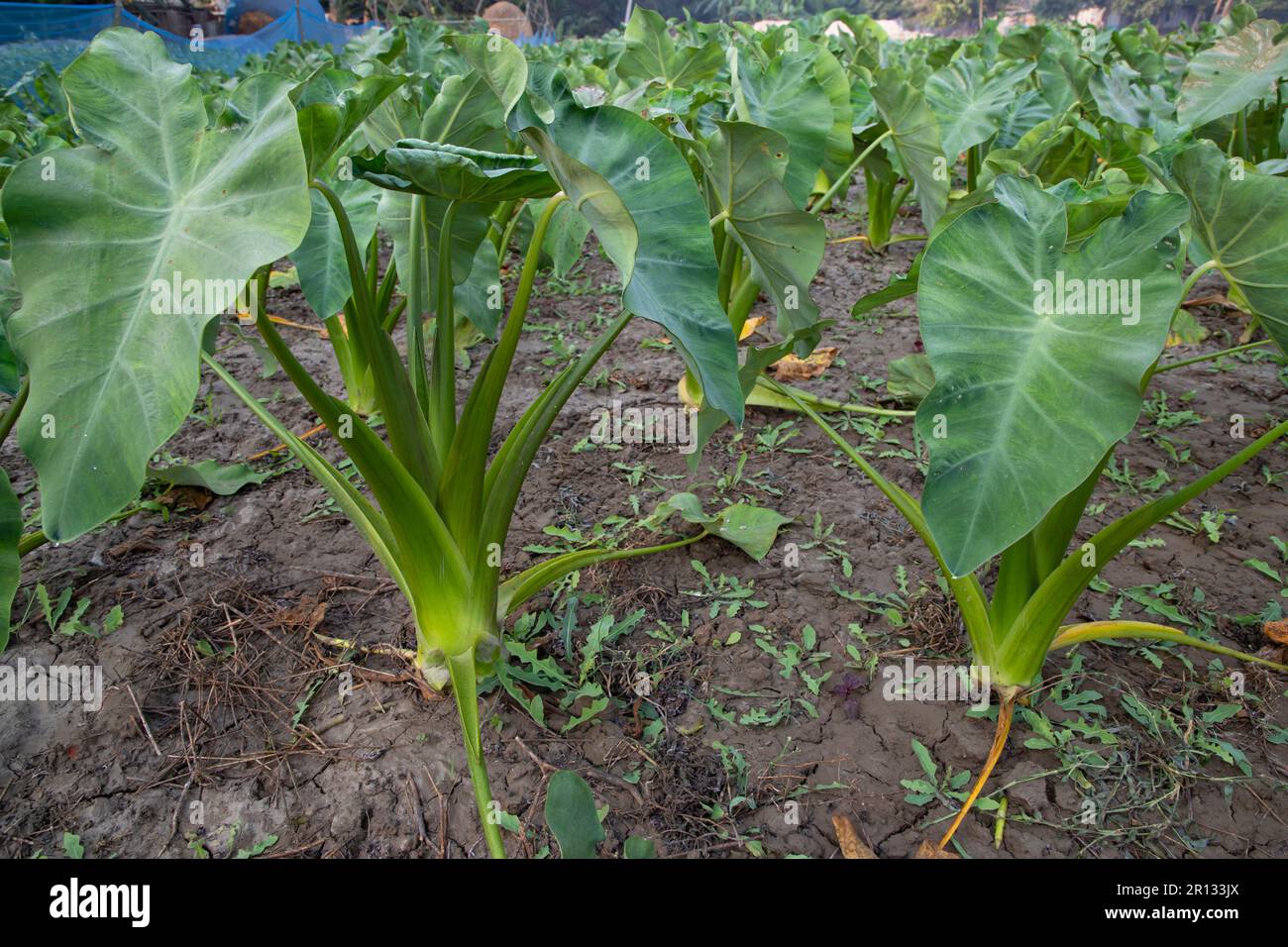 Green Water Taro (Kochu) plant garden. healthiest vegetable field Stock ...