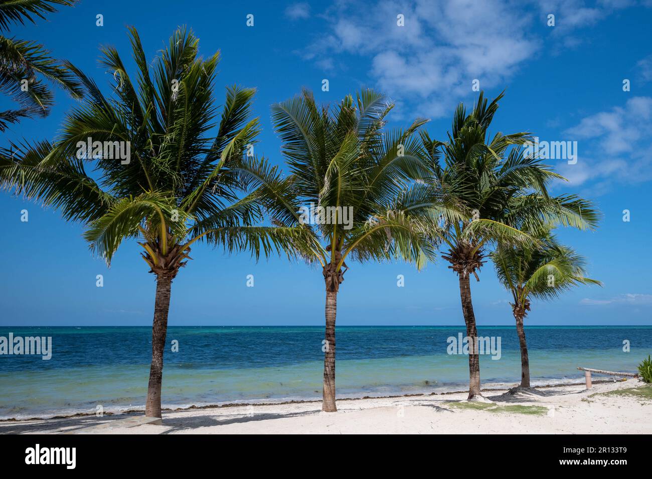 Palm trees in the philippines hi-res stock photography and images - Alamy