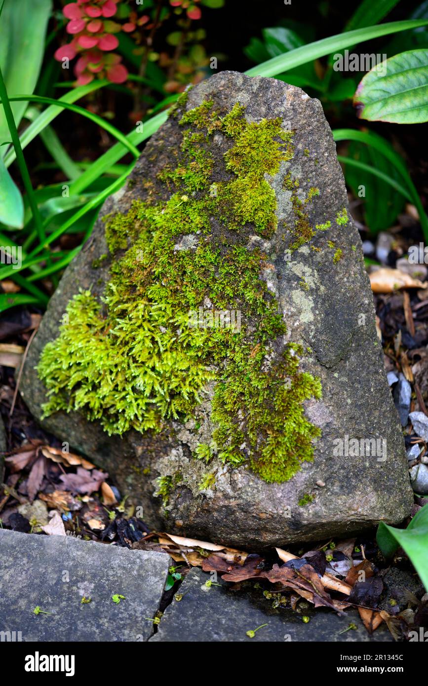 Static stone gathers moss hi-res stock photography and images - Alamy