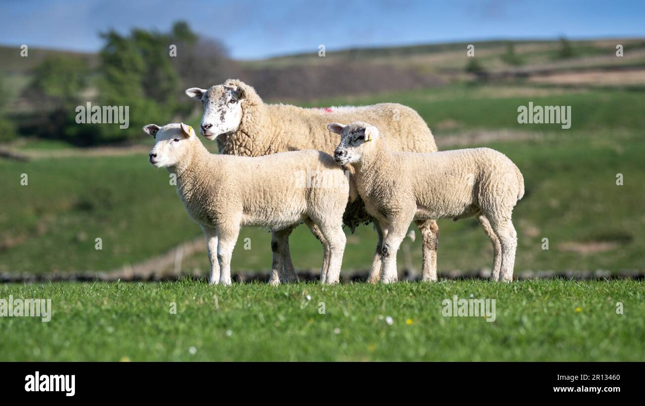 Texdale ewe, a crossbred hybrid sheep from a swaledale ewe sired by a ...