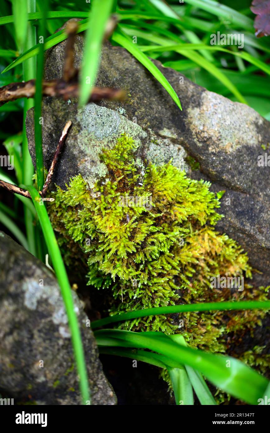Green moss on stone Stock Photo - Alamy