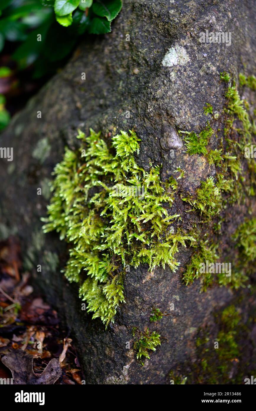 Green moss on stone Stock Photo - Alamy