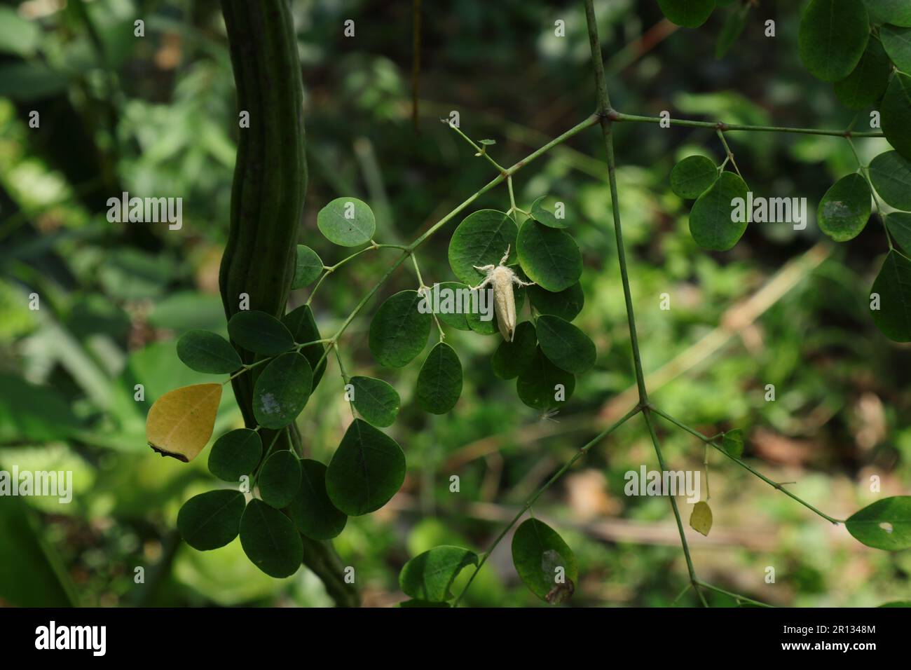 Drumstick tree fruit hi-res stock photography and images - Alamy