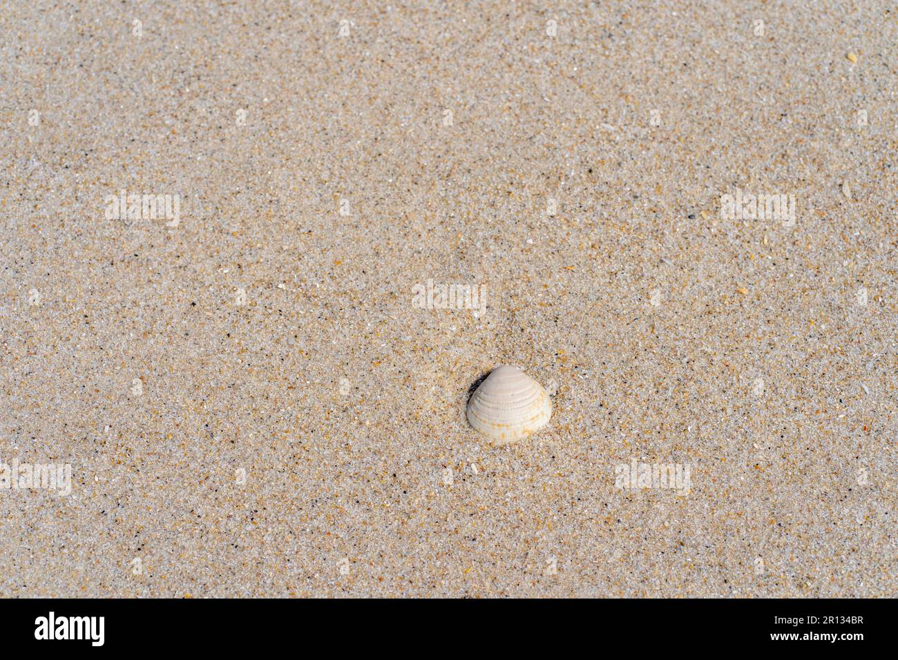 Background sea sand grains, fine beach sand and shells Stock Photo - Alamy