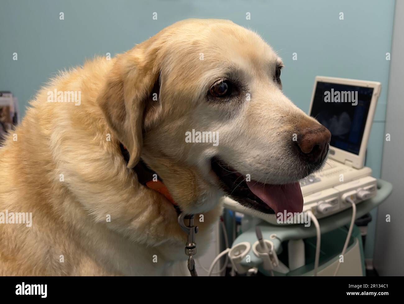 Labrador dog in veterinary clinic Stock Photo - Alamy
