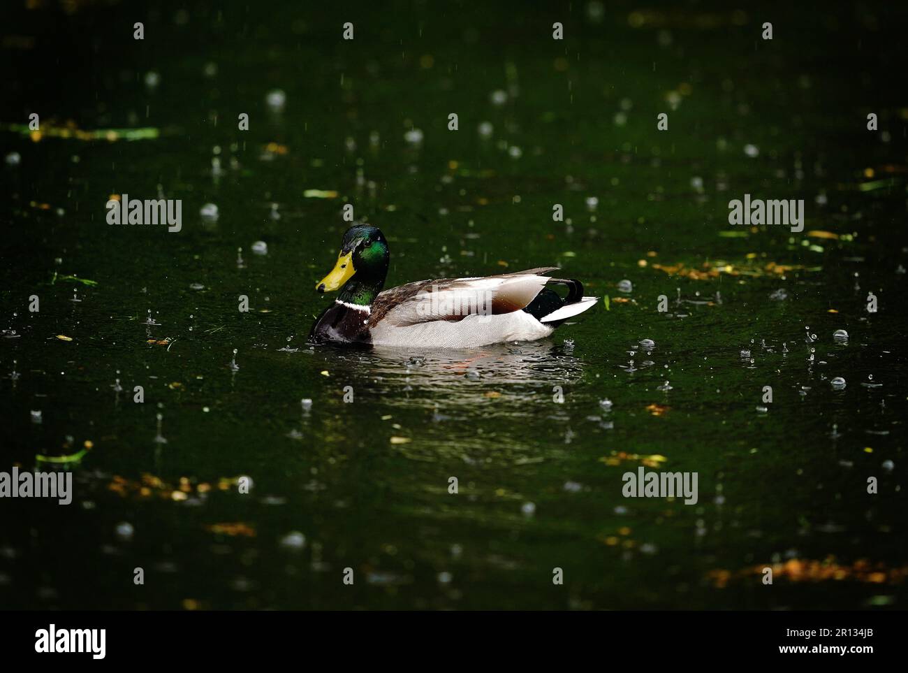 A duck on a pond during a heavy rain shower in a park in Terenure ...