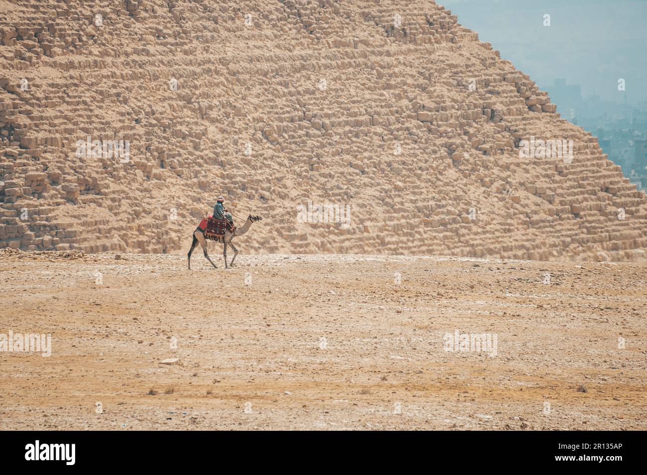 Camels with a local Bedouin walk through desert near the Great Pyramid of Khufu in Giza near ...