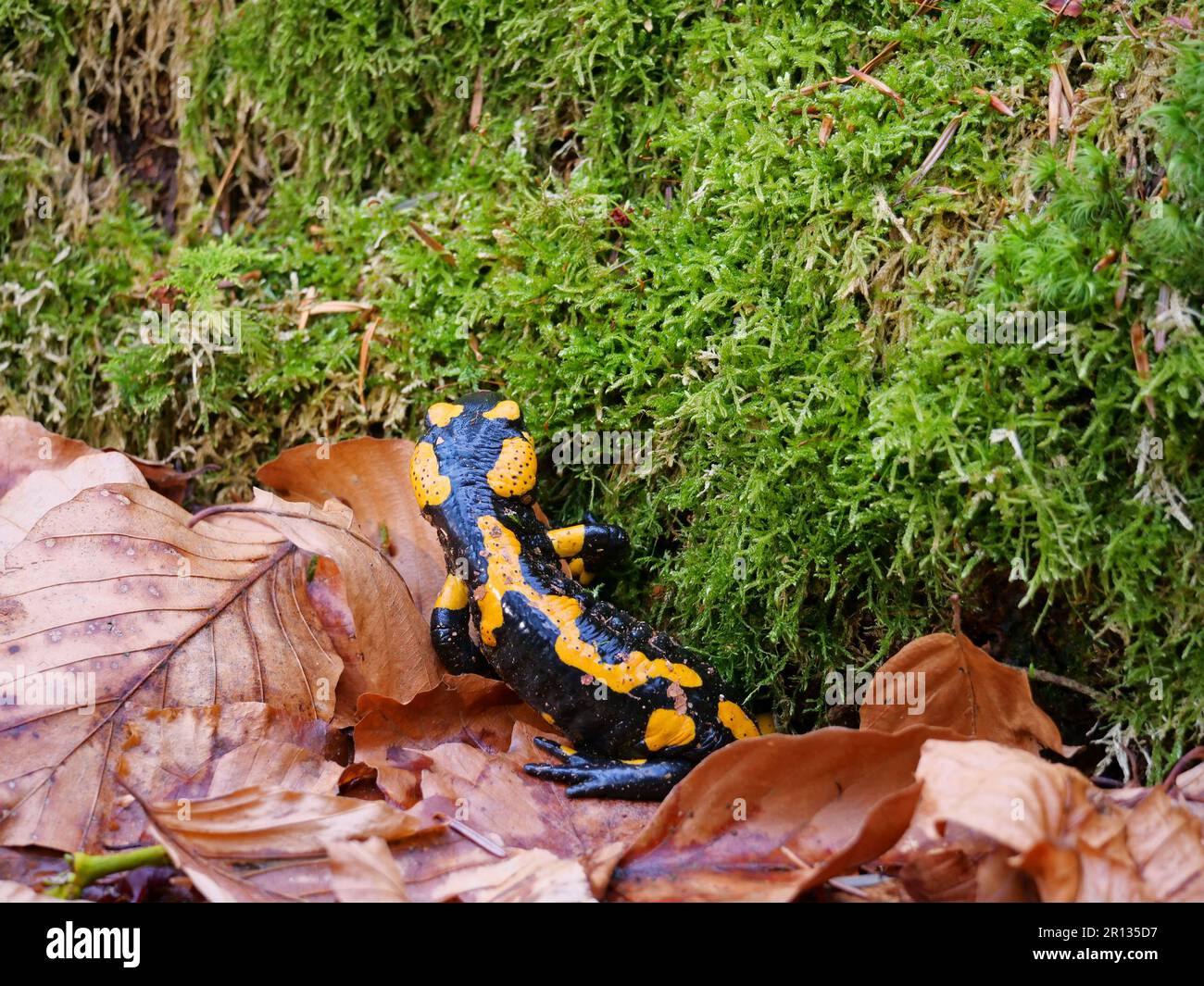 Fire habitat salamander hi-res stock photography and images - Alamy