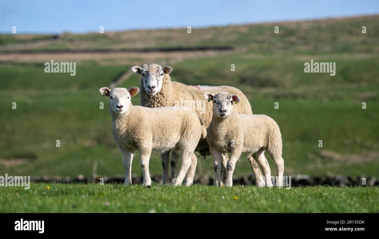 Texdale ewe, a crossbred hybrid sheep from a swaledale ewe sired by a ...