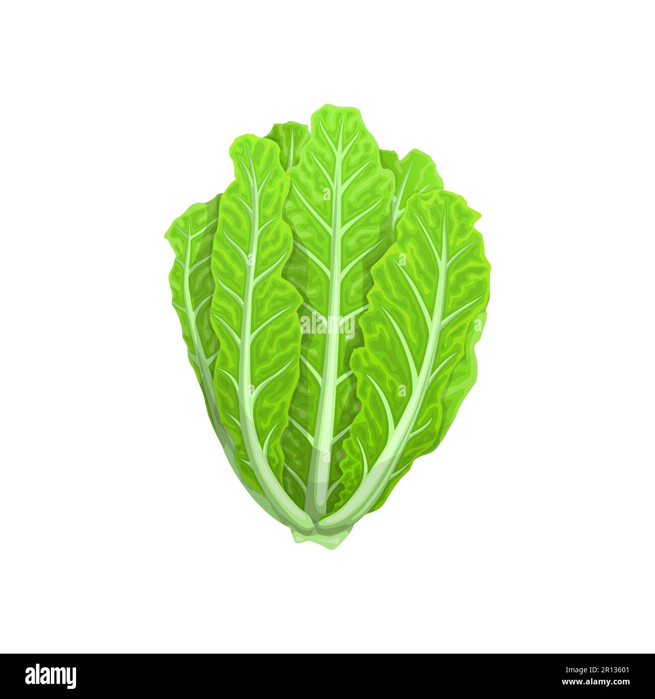 Cartoon Romano salad vegetable, leaf lettuce food for salad cooking ...