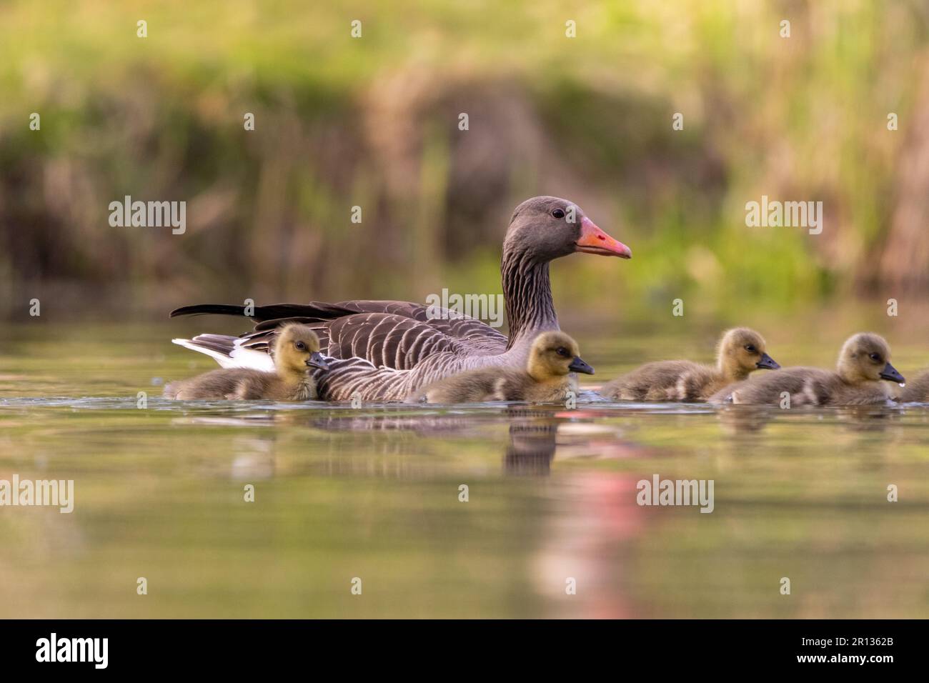 A family of geese gliding gracefully in a lake Stock Photo - Alamy