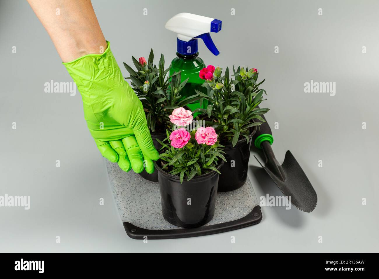 Cultivating carnation flowers in pots at home Stock Photo - Alamy