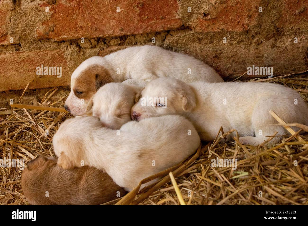 The few day's puppies feels sleepy Stock Photo - Alamy