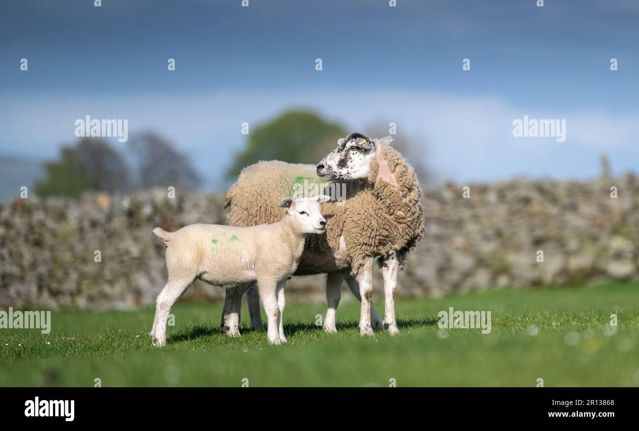 Texdale ewe, a crossbred hybrid sheep from a swaledale ewe sired by a ...