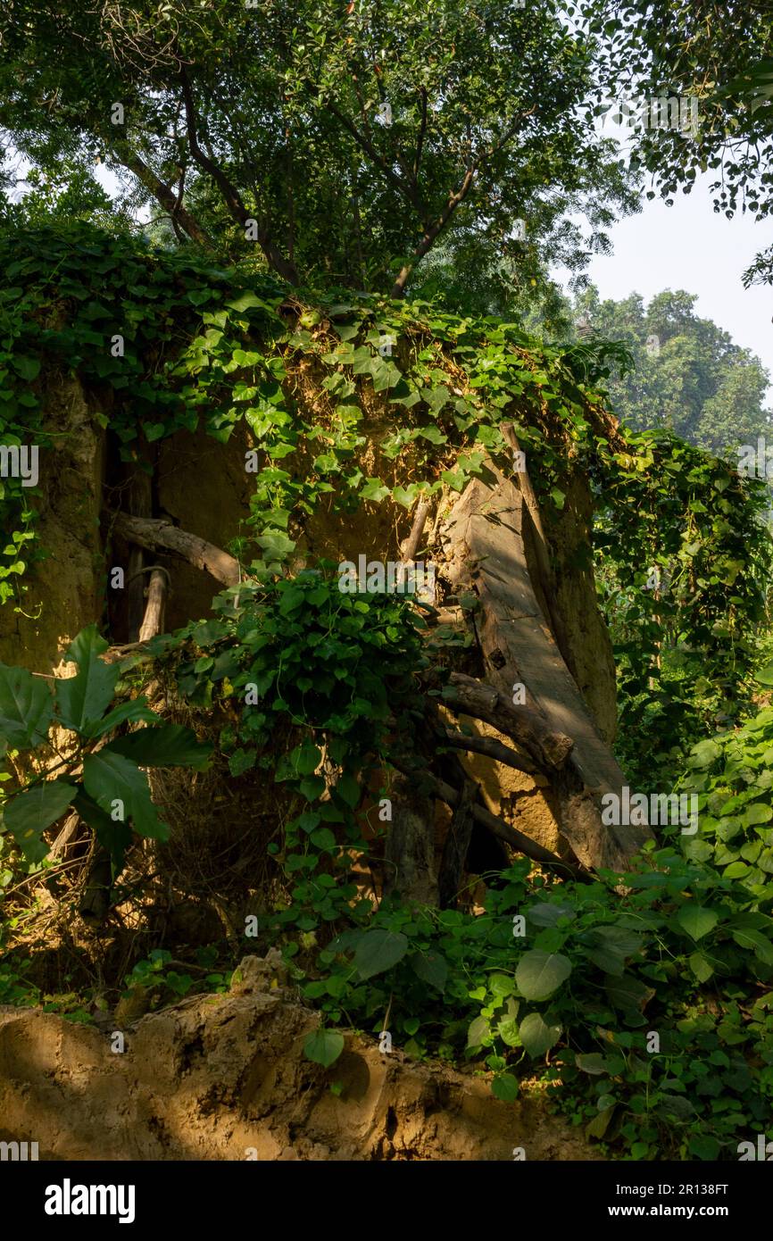 Vine tree hanging hi-res stock photography and images - Alamy