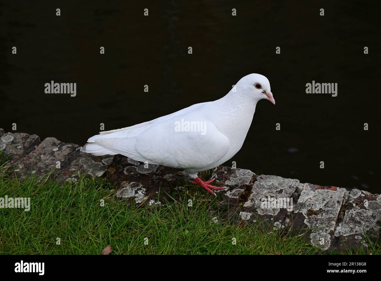 White feathers contrasted hi-res stock photography and images - Alamy