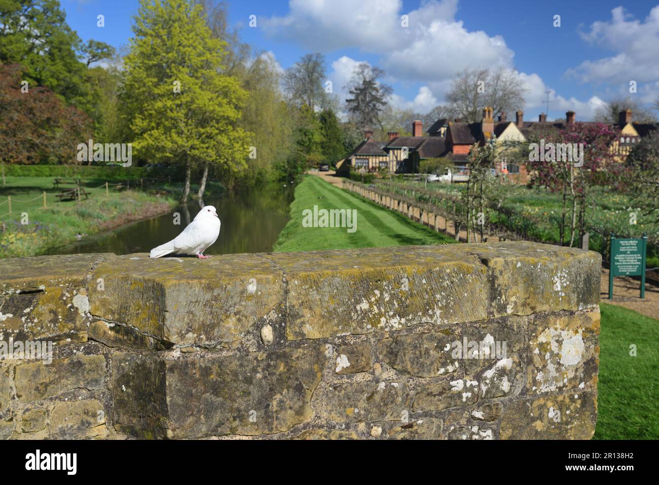 A white dove on a stone wall at Hever Castle overlooking the Anne ...