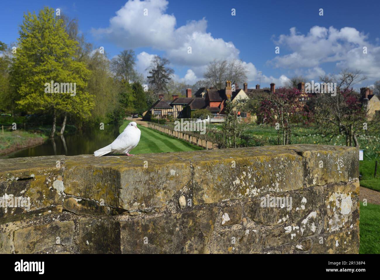 A white dove on a stone wall at Hever Castle overlooking the Anne ...