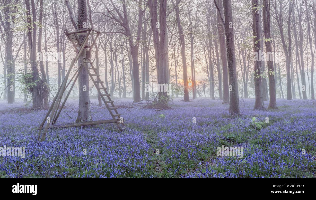 Watch Tower at the bluebell woods Stock Photo - Alamy