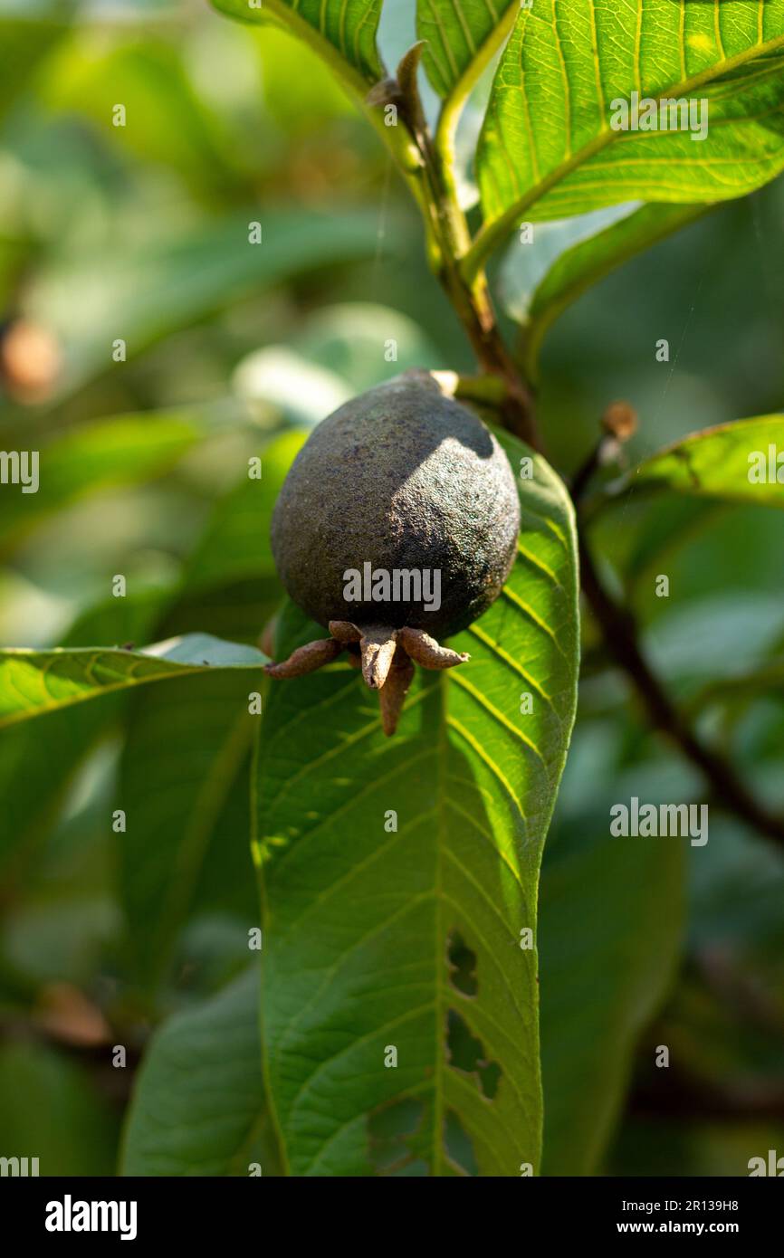Hanging guava hi-res stock photography and images - Alamy
